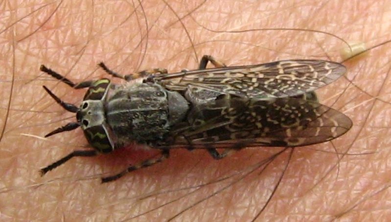 Punture tafano, come intervenire per prurito e infezioni