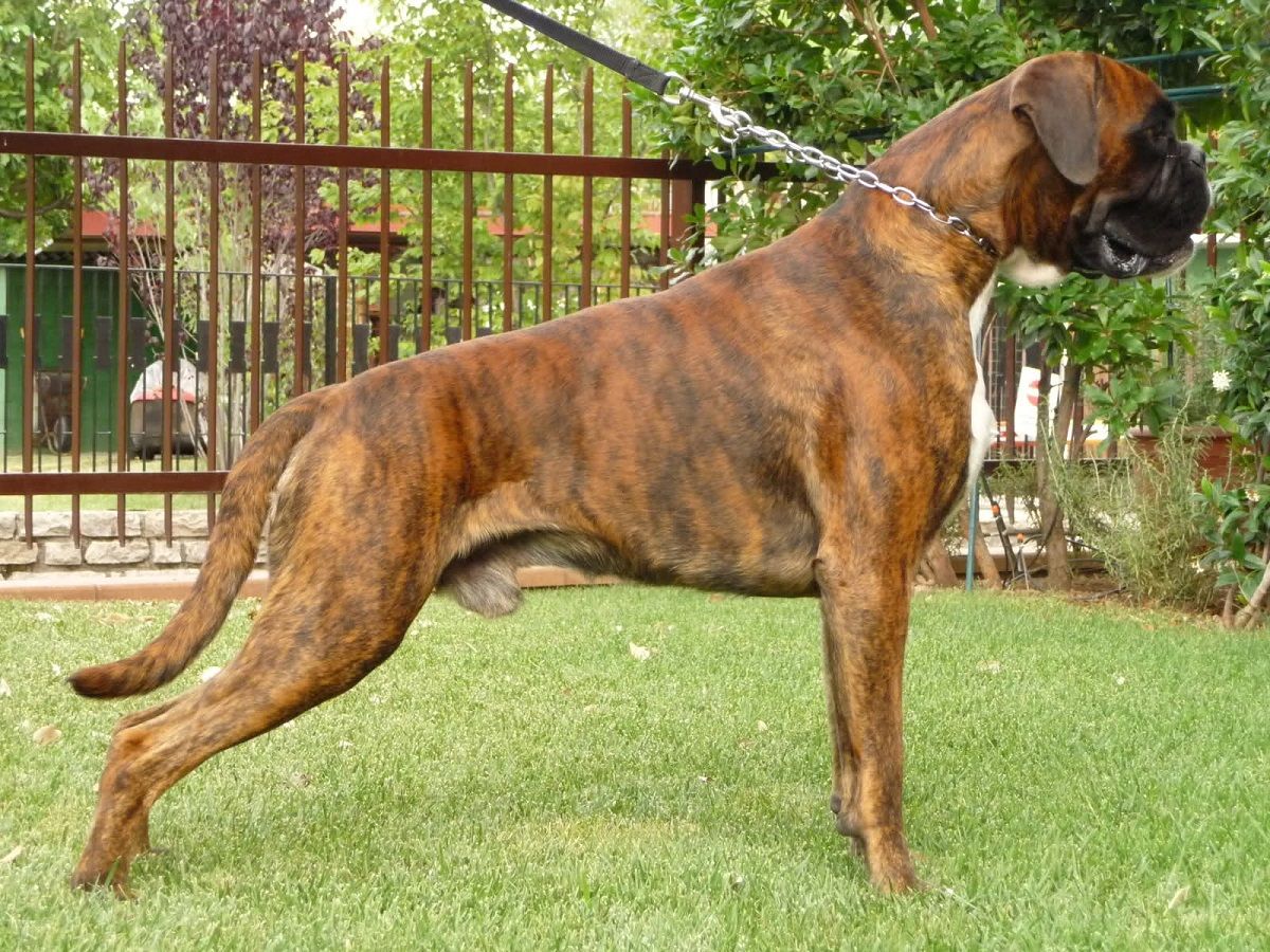 Boxer tigrato, una razza canina molto elegante, protettiva ed affettuosa