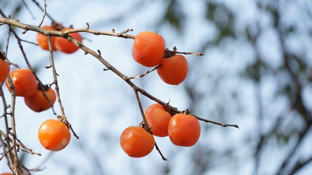 Cachi: proprietà, benefici e controindicazioni di questo frutto autunnale