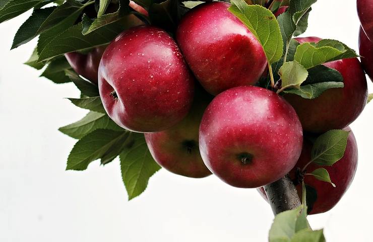 Mela, la regina del banco-frutta: proprietà e benefici di questo frutto
