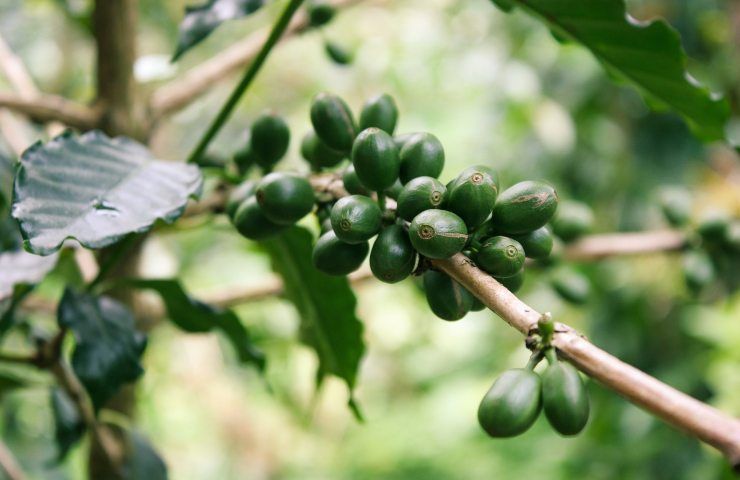 Come far germogliare i chicchi di caffè: informazioni e consigli utili