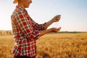 Segale: proprietà, benefici, ricette, valori nutrizionali di questo cereale