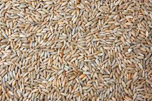 Segale: proprietà, benefici, ricette, valori nutrizionali di questo cereale