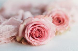 Preparare un insetticida naturale contro i parassiti delle rose è facile