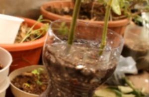 Talea di rosa, come far nascere nuovi fiori con il metodo della bottiglia