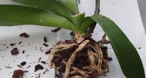 Orchidea, le sue foglie sono secche? Perché succede e come evitarlo