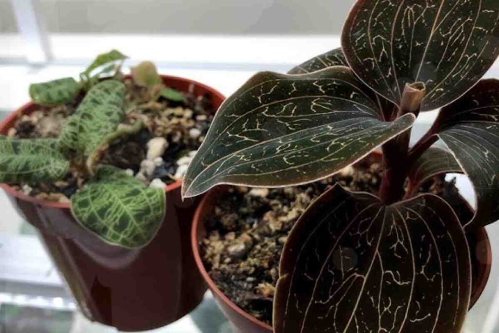 Orchidea nera: significato della pianta e come prendersene cura
