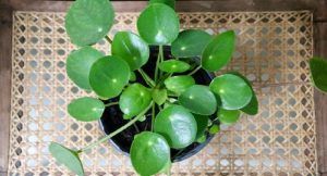 Talee: alcuni metodi super efficaci per riprodurle in acqua