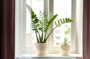 La "pianta di Padre Pio" è bellissima e facile da coltivare