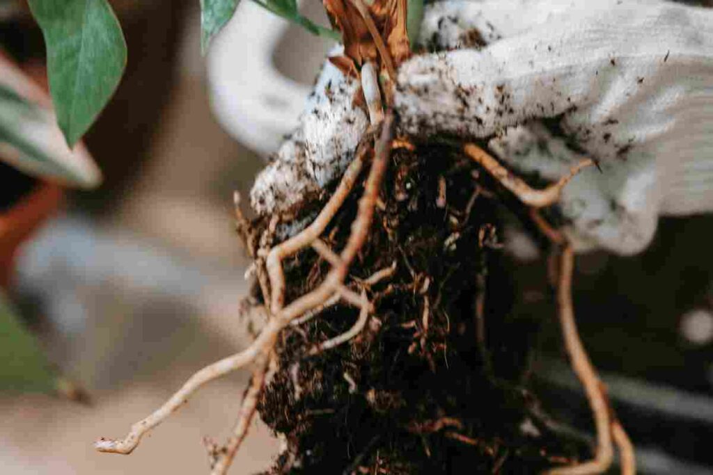 Radici aeree sulle piante: perché si formano e quando preoccuparsi