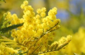 Puoi coltivare una bellissima pianta Mimosa in vaso | I consigli