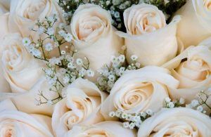 Talea di rosa: ecco come ottenerla in poche mosse