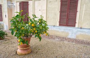 La tua pianta di limone sta male: qualche trucco per salvarla