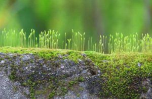 Muschio sui muri e sulle mattonelle in giardino: come eliminarlo