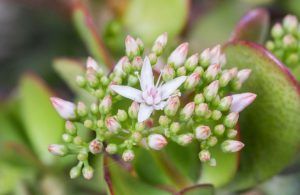 Aiutare a fiorire l'Albero di Giada: la pianta che porta fortuna e bellezza
