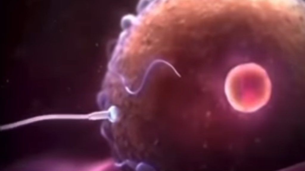 Pensi di essere stato lo spermatozoo più veloce? E invece non è andata così: grande scoperta