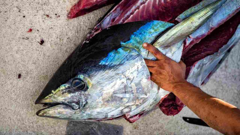 Mai comprare del tonno se proviene da queste zone di pesca: sono le più ...