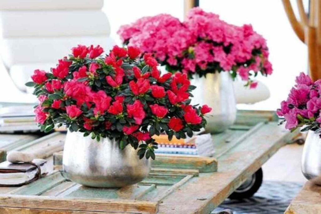 Azalea bella e vigorosa in casa: cosa fare dopo l’acquisto e come ...
