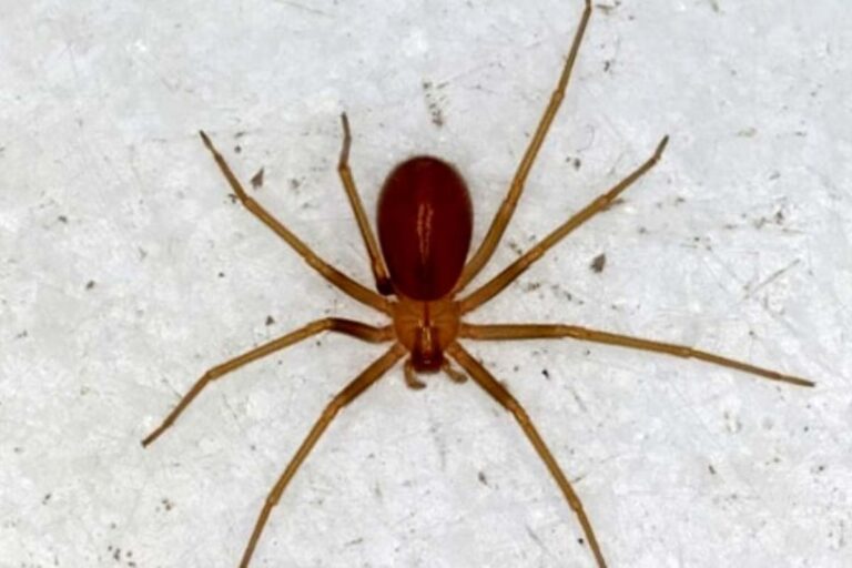 Se ti pizzica il ragno violino, te ne accorgi subito da questi sintomi