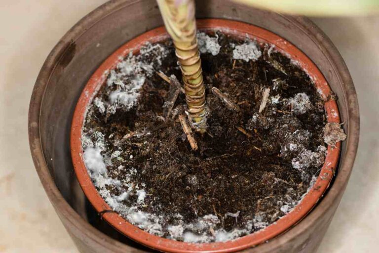 Come abbassare il colesterolo con la zucca: la ricetta con pochi grassi