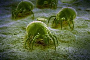 Acari in casa, come scovarli e il rimedio a costo zero che li eliminerà ...