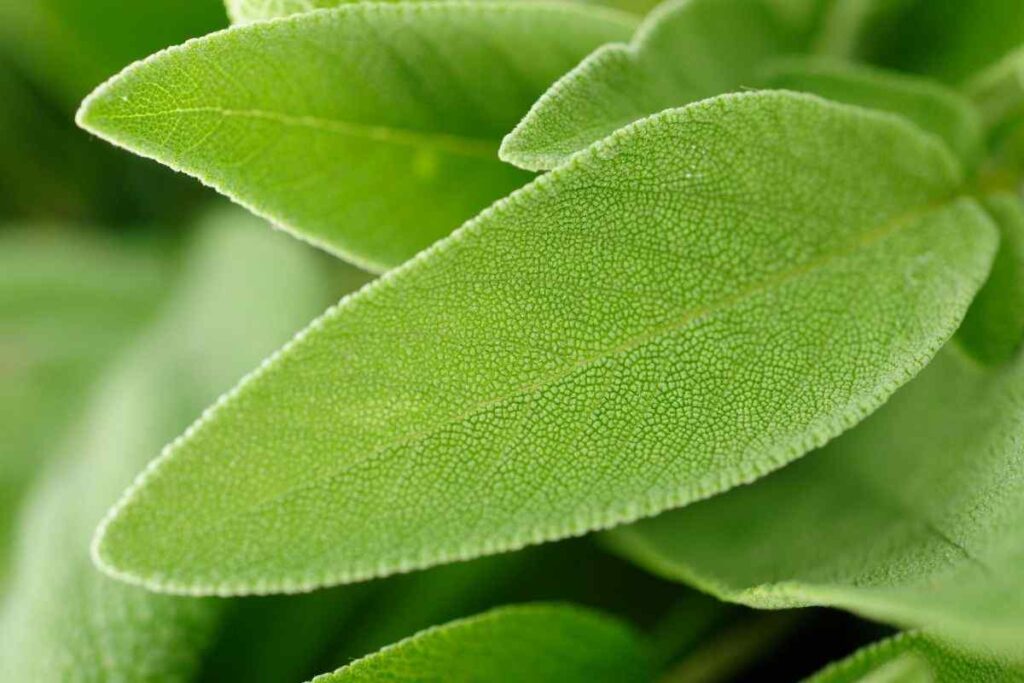 Posso mangiare salvia in gravidanza?