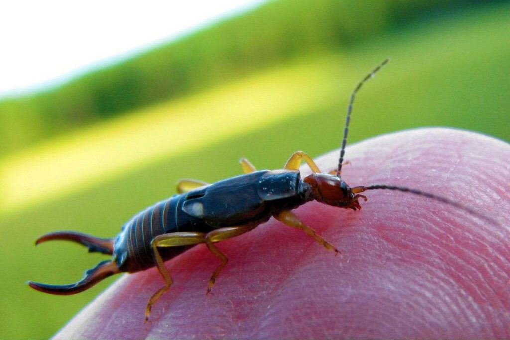 Insetto forbice, non lo sai ma casa tua ne è invasa: così lo tieni alla ...
