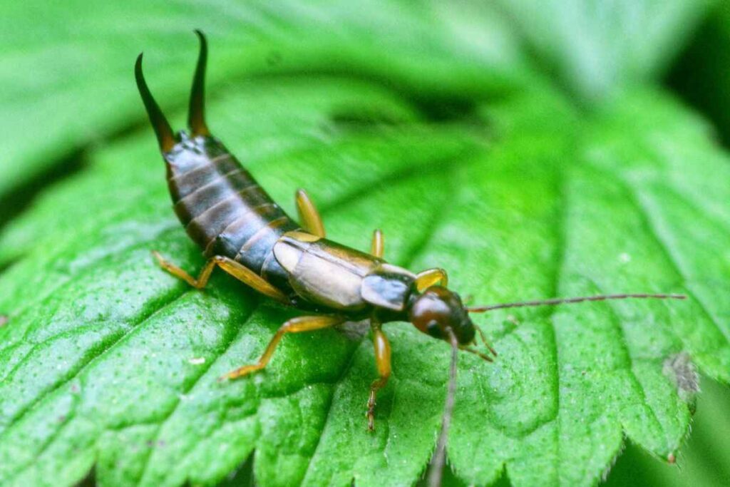 Insetto forbice, non lo sai ma casa tua ne è invasa: così lo tieni alla ...